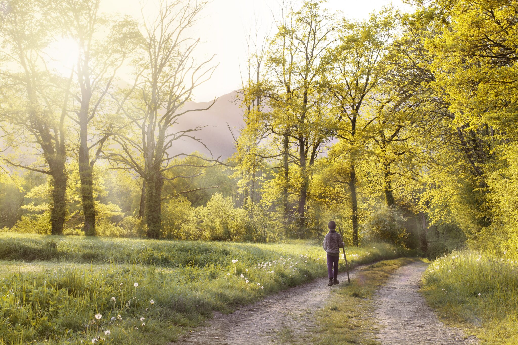 Mindful walking: simple steps to boost your mood – Pantea Rahimian